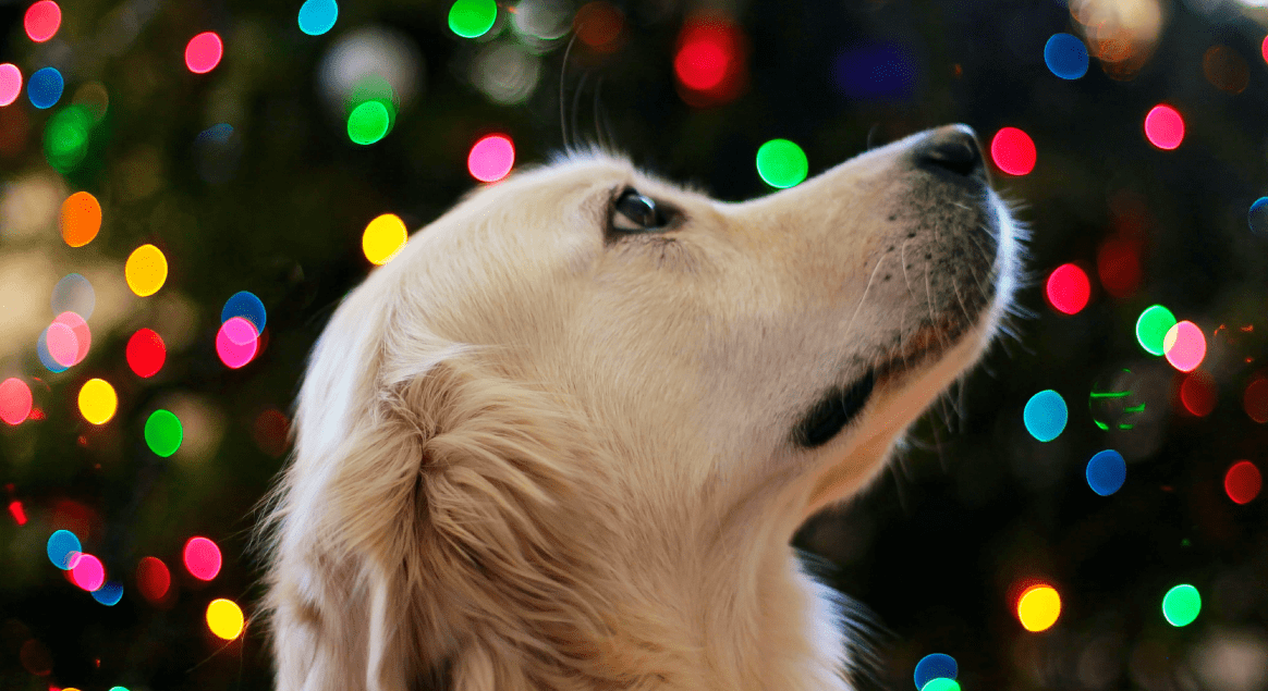 Dogs and fireworks: How to keep your pet calm? - Lactium